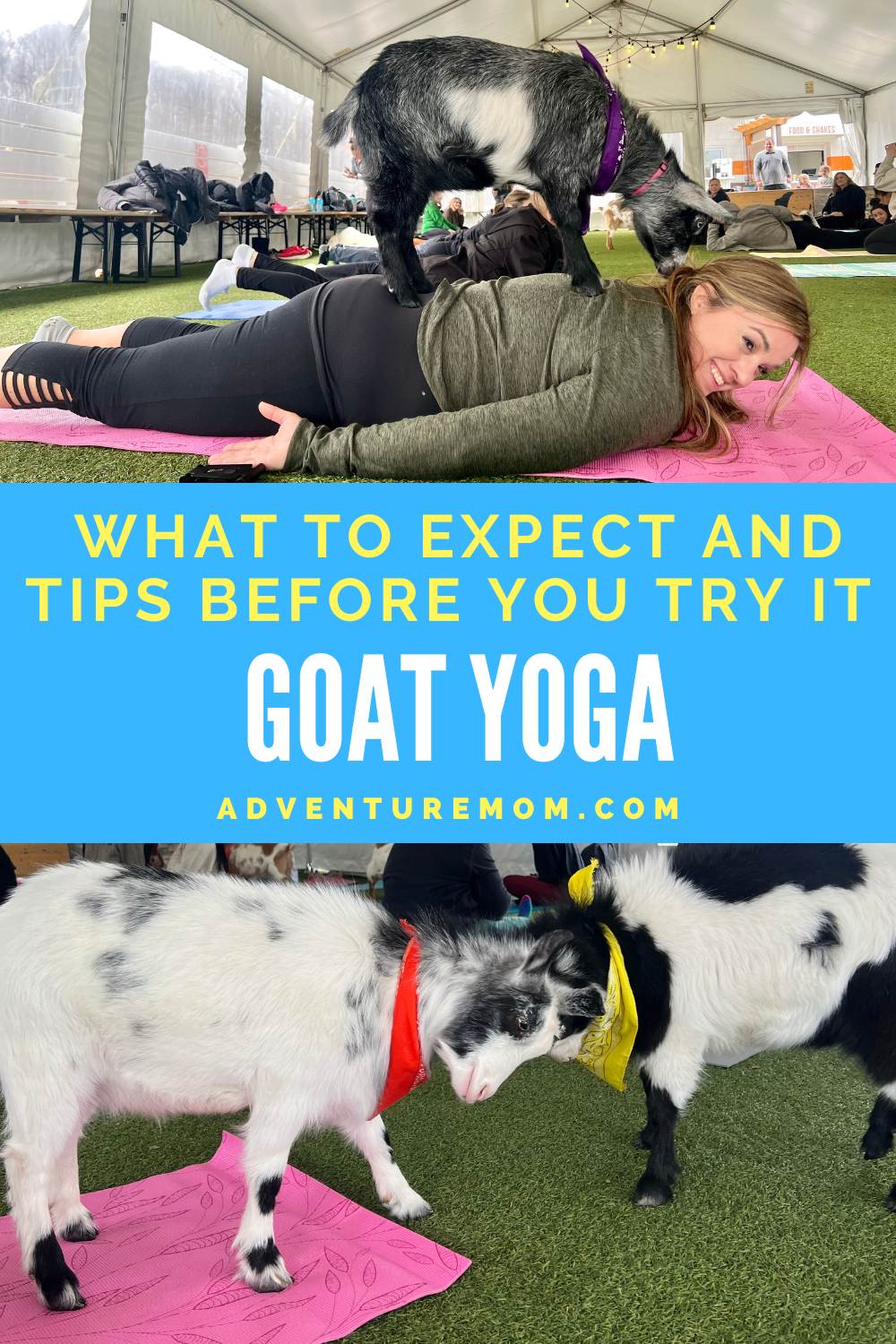 What is Goat Yoga? What to Expect and Tips Before You Try It