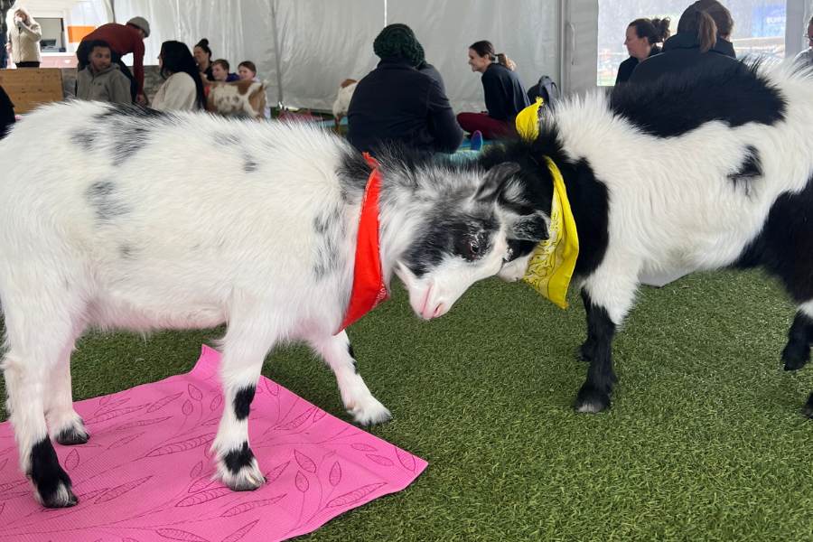What is Goat Yoga? What to Expect and Tips Before You Try It