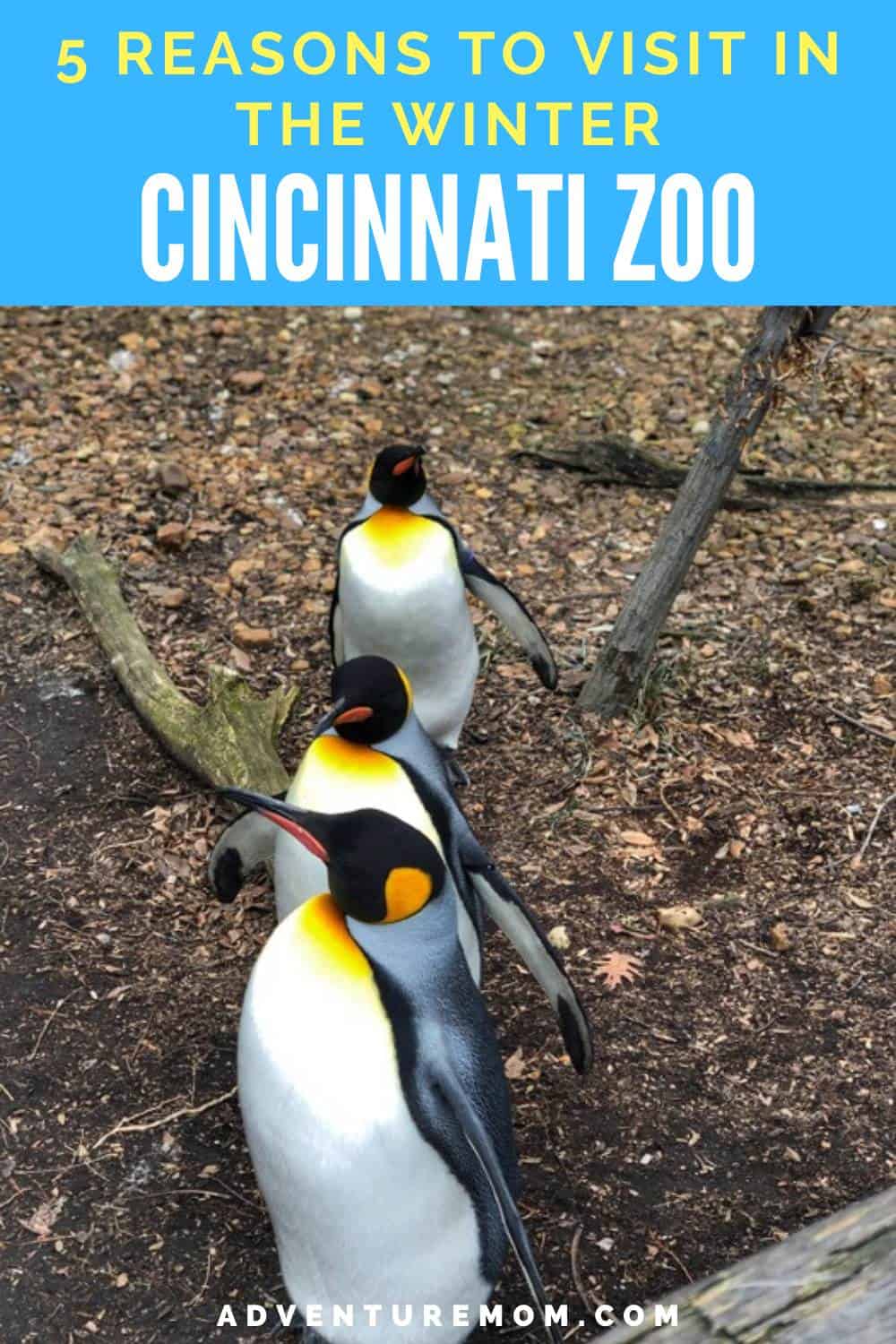 5 Reasons to Visit the Cincinnati Zoo in the Winter