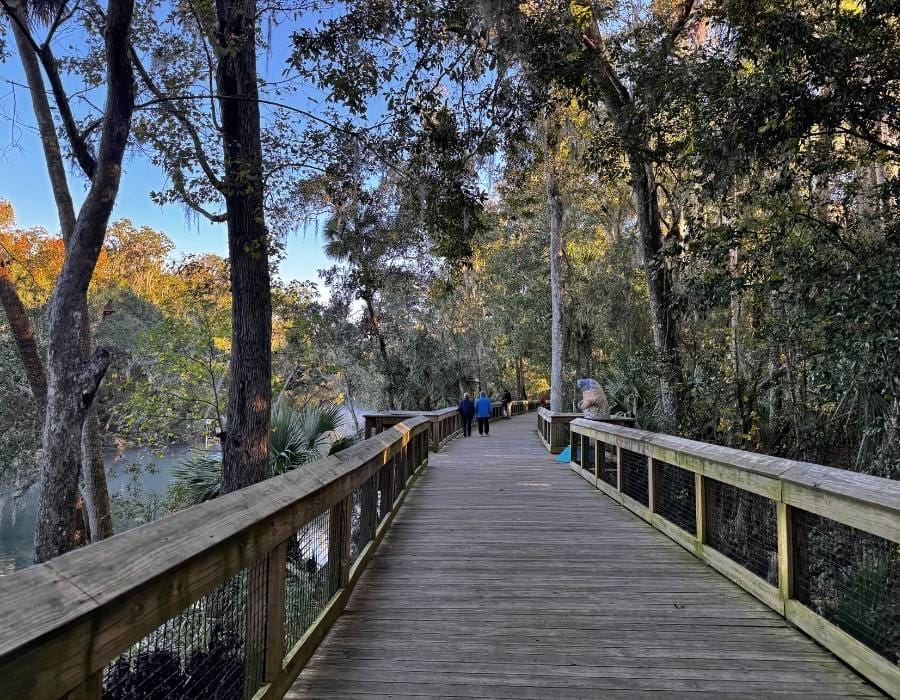 Tips For Viewing the Manatees at Blue Spring State Park