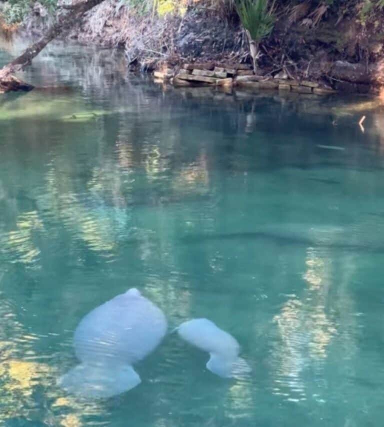 Tips For Viewing the Manatees at Blue Spring State Park